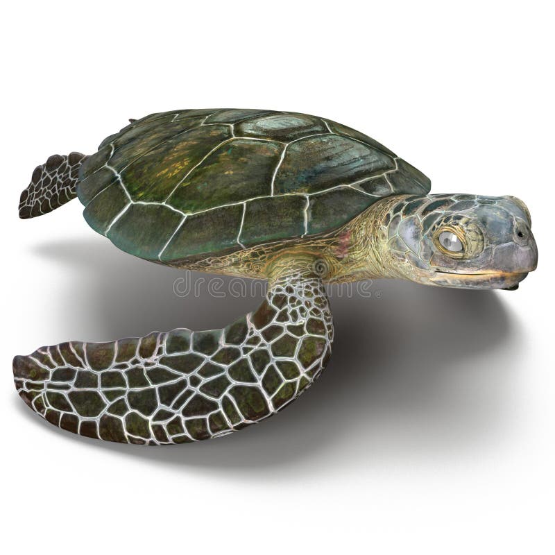 Green Sea Turtle Angles Isolated on a White 3D Illustration Stock ...