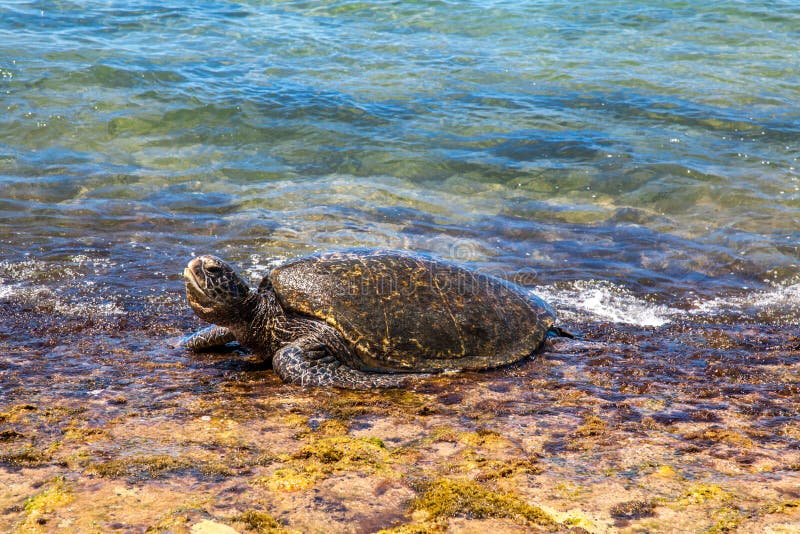 Green Sea Turtle Lifting Head Stock Photo - Image of ocean, feeding ...