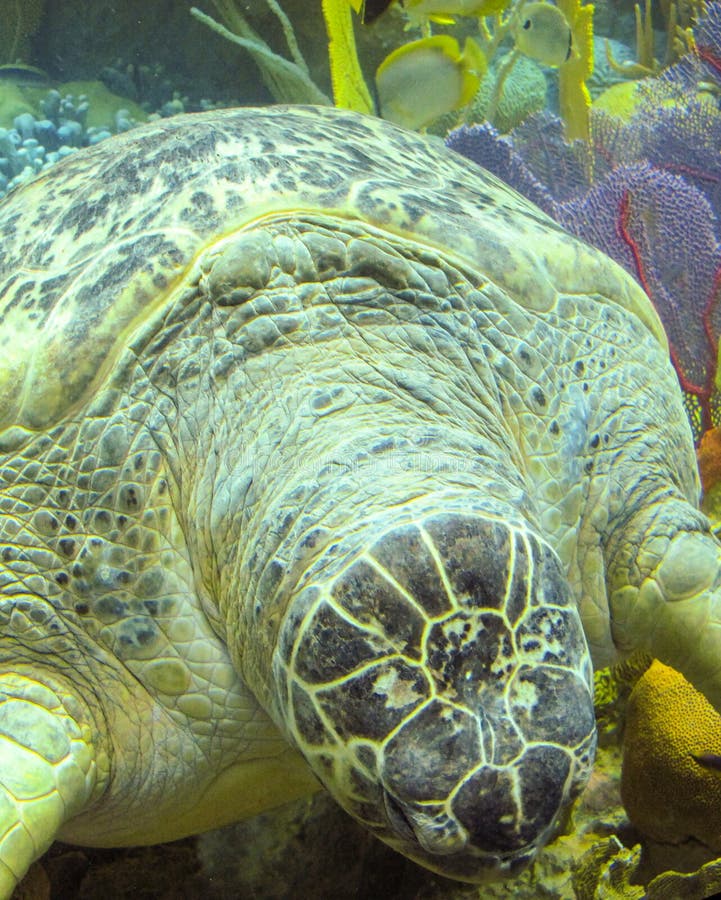 Green Four Fin Stock Photos - Free & Royalty-Free Stock Photos from ...