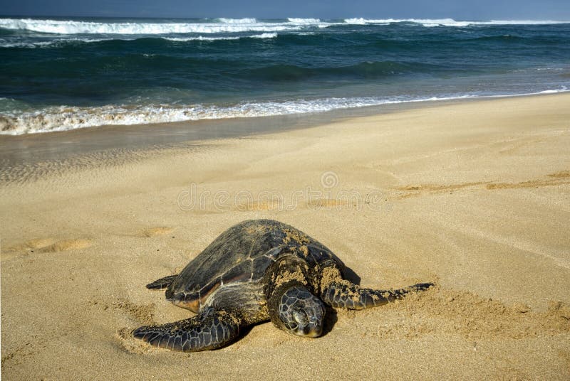 Green Sea Turtle, North Shore of O Ahu, Hawaii Stock Photo - Image of ...