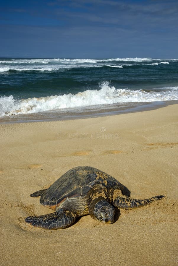 Green Sea Turtle, North Shore of O Ahu, Hawaii Stock Image - Image of ...