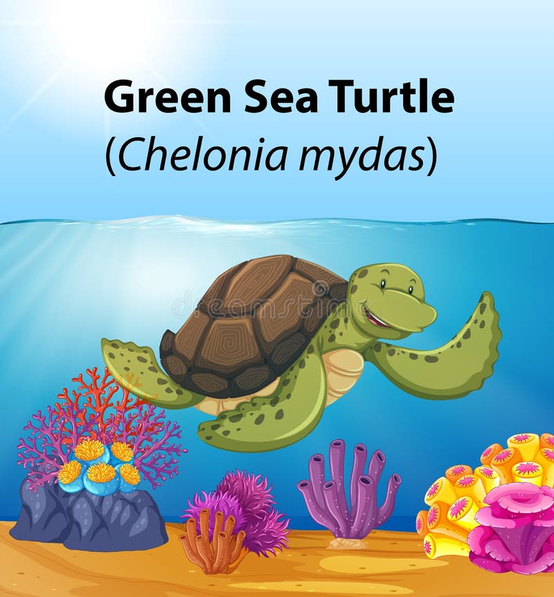 Green Sea Turtle Illustration Stock Illustrations 3 527 Green Sea
