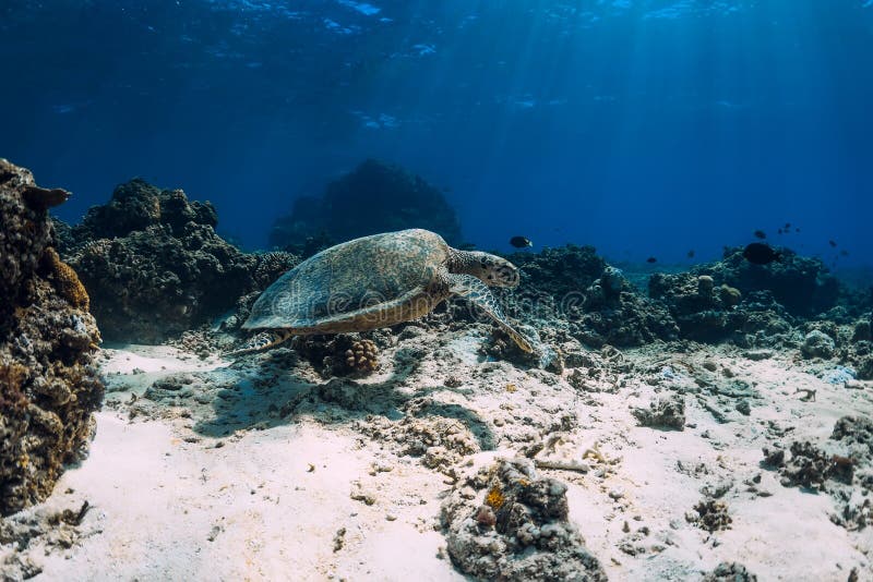 Green Sea Turtle Swim Underwater at the Deep Over Coral Reef in Ocean ...