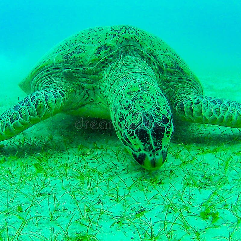 Green sea turtle sleeping stock photo. Image of green - 181983922