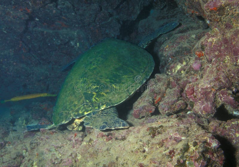 Green Sea Turtle Sleeping Picture. Image: 8487072