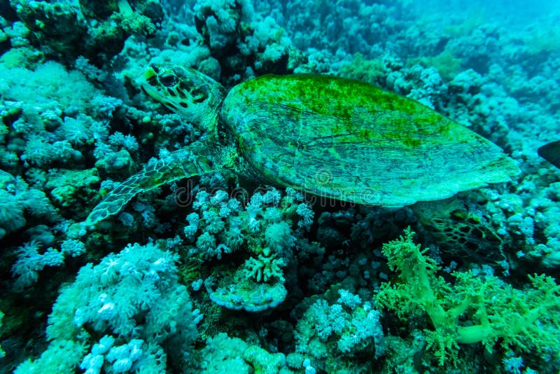 124 Sunburst Turtle Stock Photos - Free & Royalty-Free Stock Photos ...