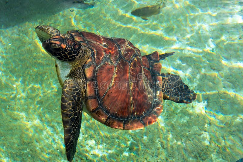 Green Sea Turtle at the Surface of the Water Stock Image - Image of ...