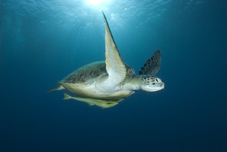 Green sea turtle swimming stock photo. Image of color - 12451264