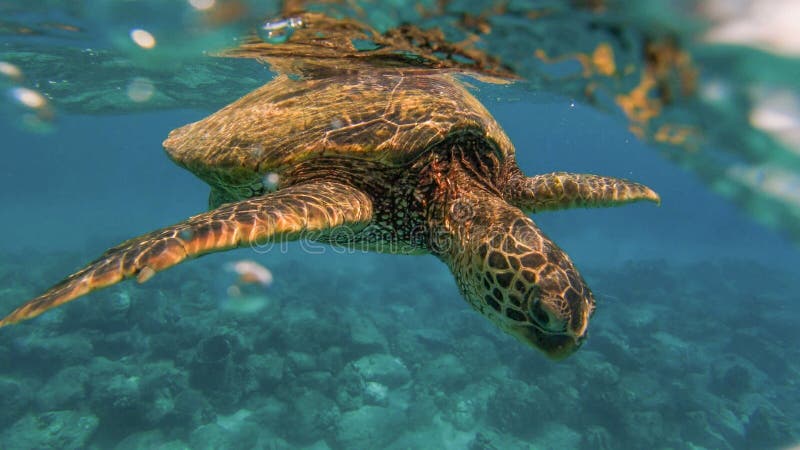 Green Sea Turtle Swimming in the Blue Water Stock Photo - Image of ...