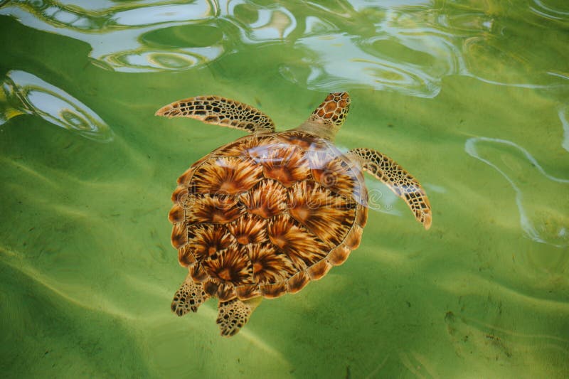 Green Sea Turtle Swimming with Head Up Stock Image - Image of hard ...