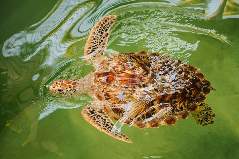 Green Sea Turtle Swimming with Head Up Stock Image - Image of hard ...