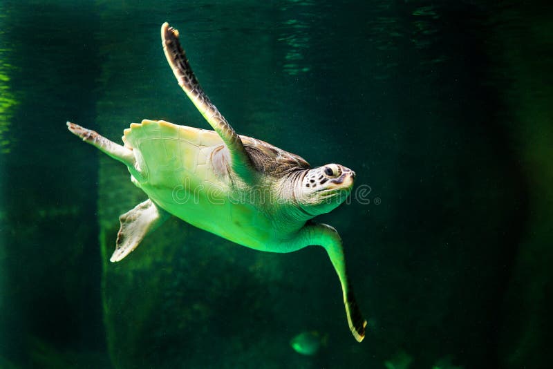 Sea Turtle Swimming in Museum Aquarium. Stock Photo - Image of maui ...