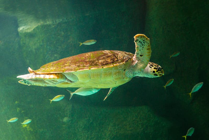 Green Sea Turtle Swimming in a Museum Aquarium. Stock Image - Image of ...