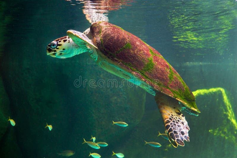 Green Sea Turtle Swimming in a Museum Aquarium. Stock Photo - Image of ...