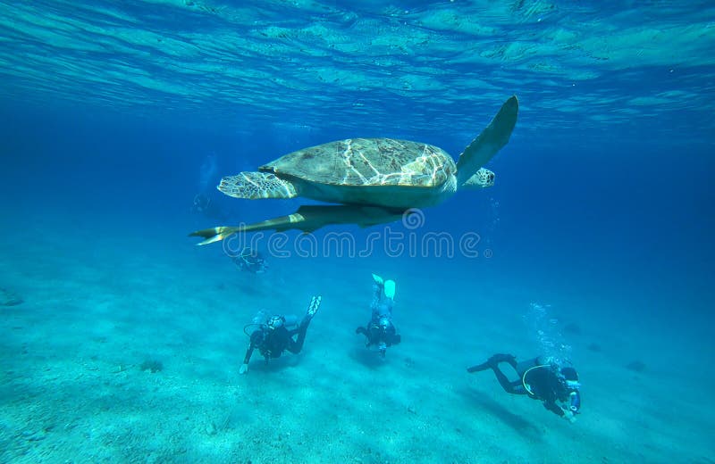 Green sea turtle swims stock photo. Image of reptile - 336586426