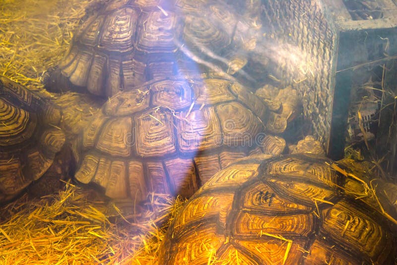 Green Sea Turtle Under the Window Stock Image - Image of undersea ...