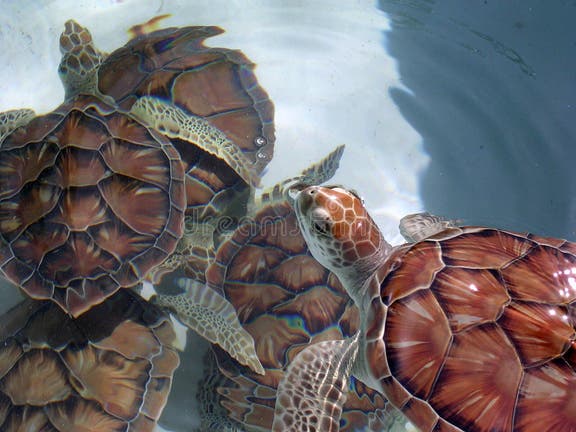 Green Sea Turtles-Group stock image. Image of ecological - 5258483