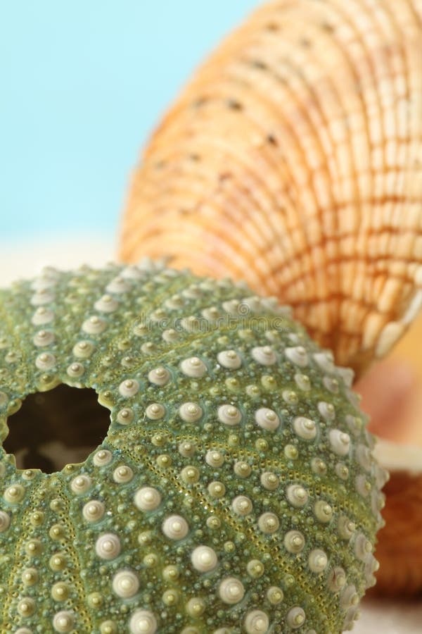 Green sea urchin and shell stock photo. Image of beach - 13630858