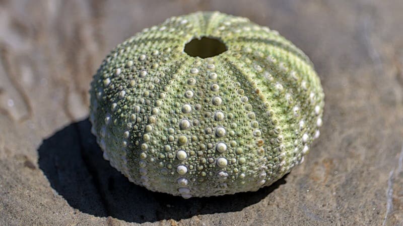 Green Sea Urchin Shell on a Rock Stock Image - Image of urchin, shell ...