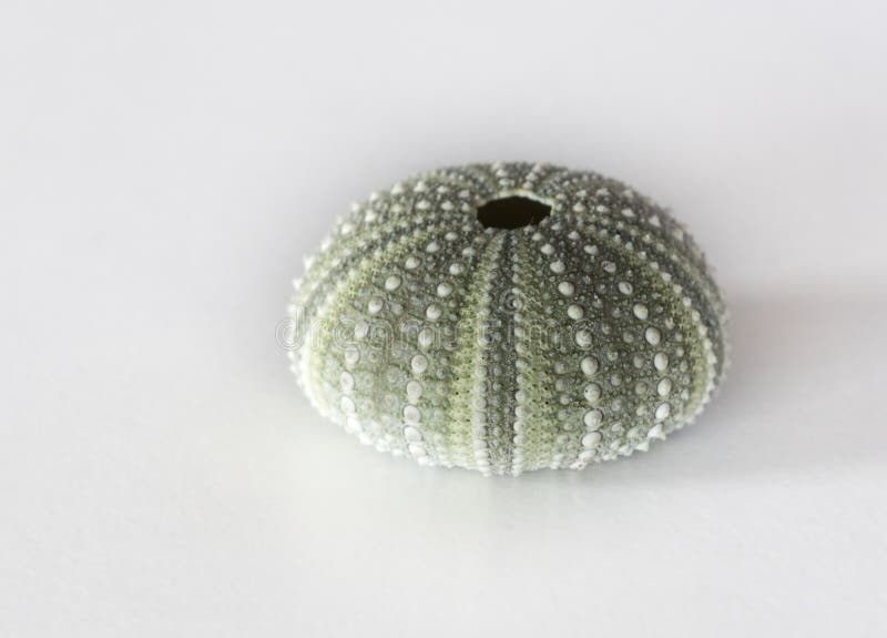 Green Sea Urchin Shell on Soft White Background Stock Image - Image of ...