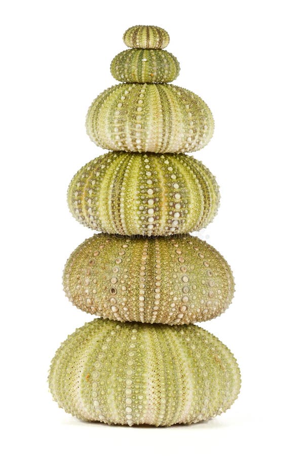 Green sea urchins stacked stock image. Image of skeleton - 30388395
