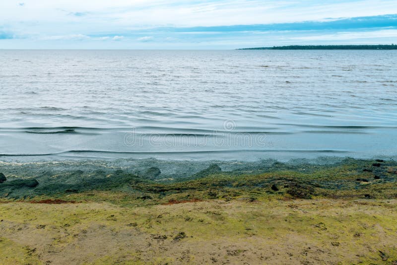 Green Seagrass Algae at the Beach in Halmstad Stock Image - Image of ...
