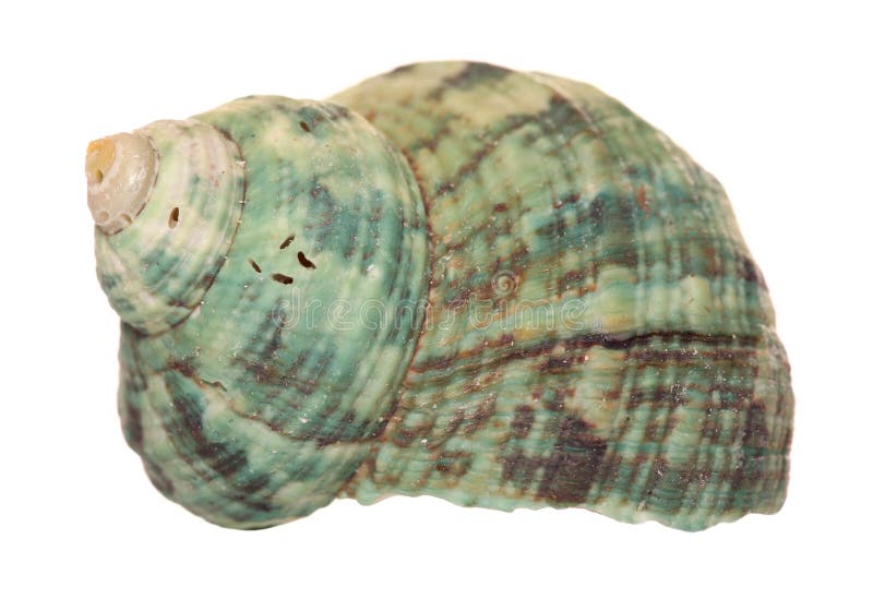 Green seashell cutout stock photo. Image of background - 70546308