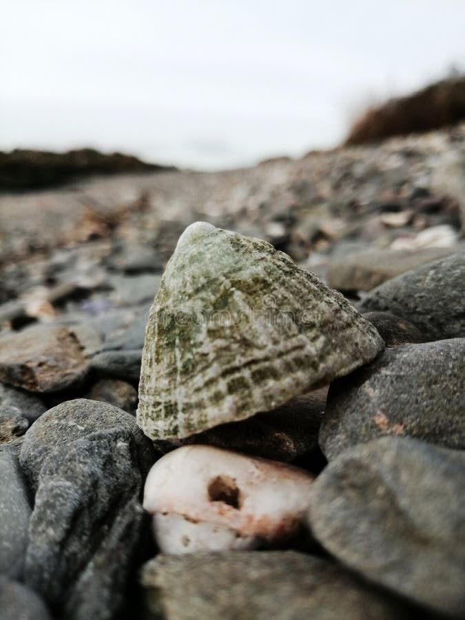 Green Seashell Lying on Pebbles at the Shore Stock Photo - Image of ...