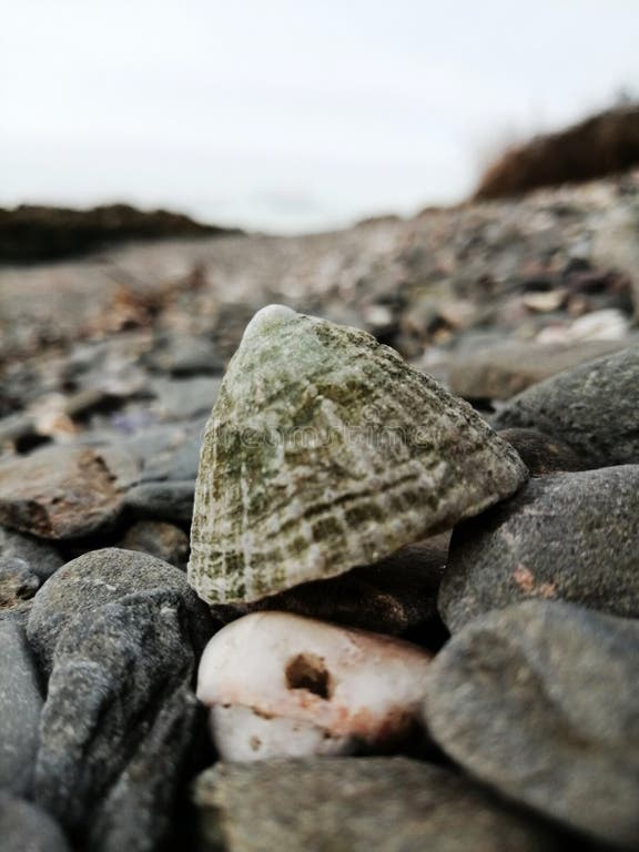 Green Seashell Lying on Pebbles at the Shore Stock Photo - Image of ...
