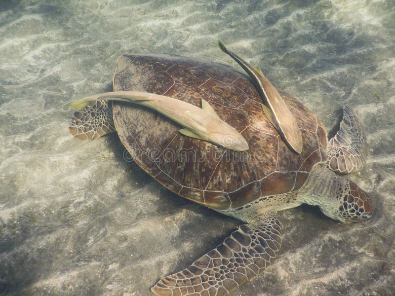 Green Seaturtle with Two Pilotfishes at the Sandy Seabed Stock Photo ...