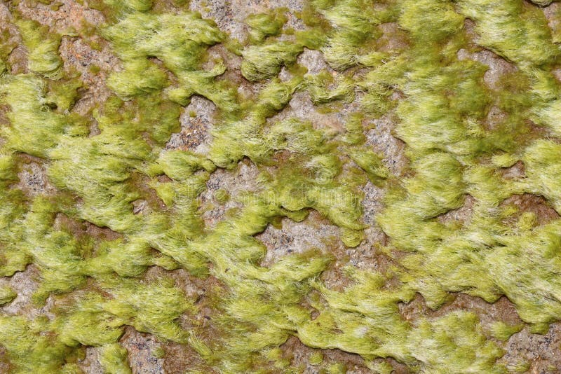 Green Seaweed Algae on a Rock Background Stock Image - Image of flora ...