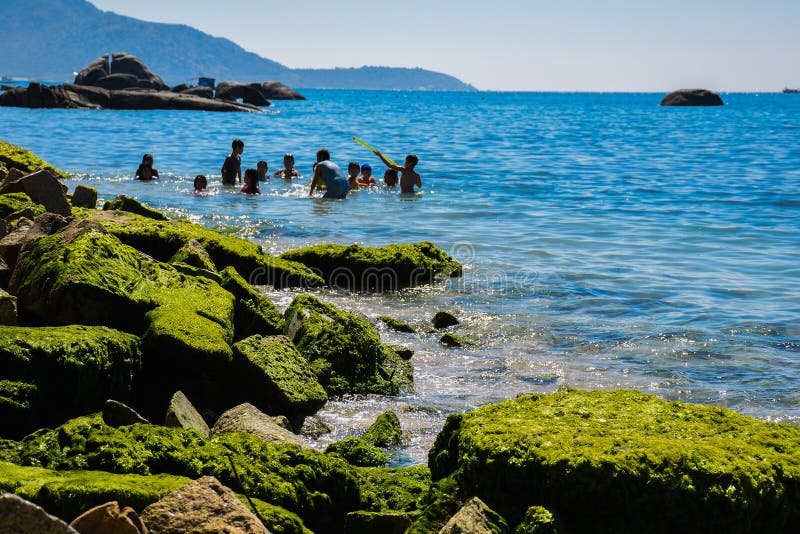 Green seaweed stock image. Image of camera, drink, aaea - 174128415