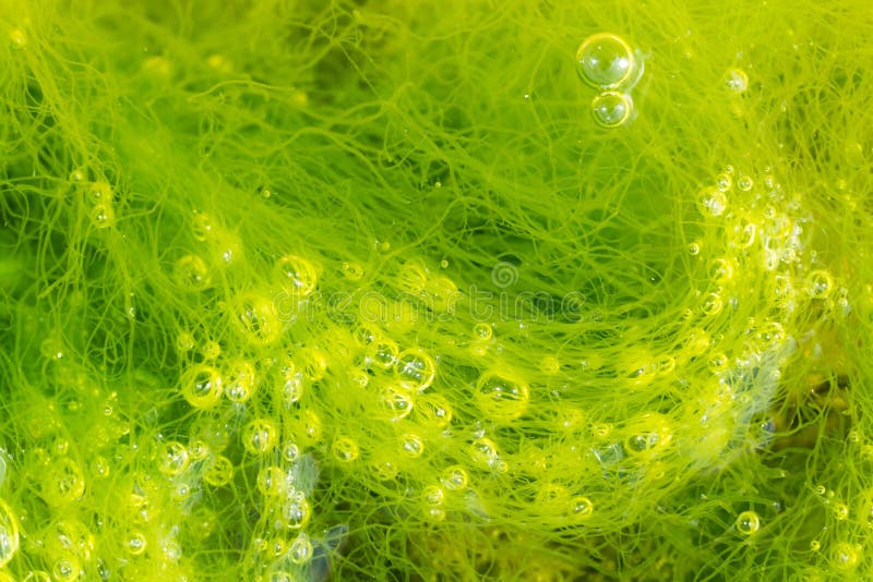 Ulva Under Microscope