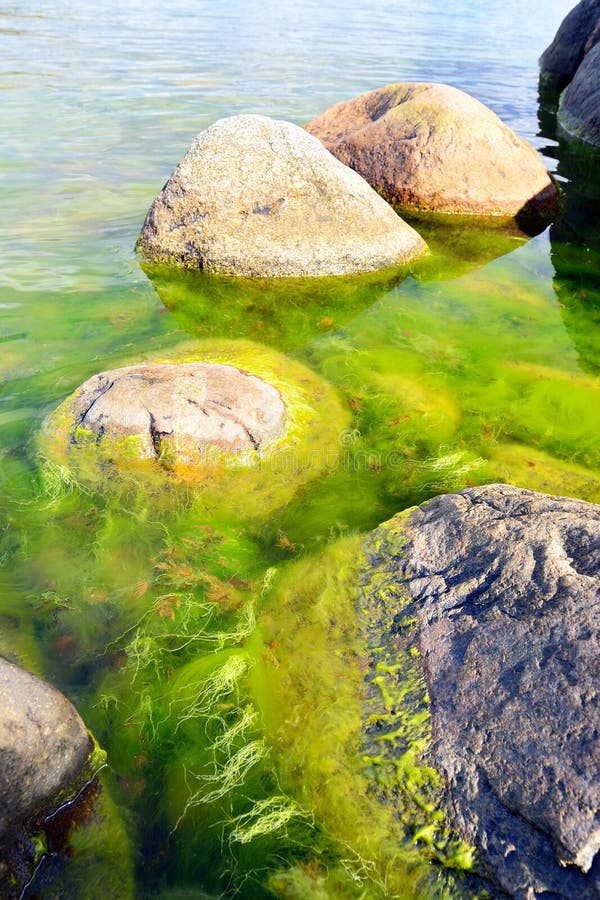 Green Seaweed and Coastal Rocks Environment Stock Photo - Image of ...