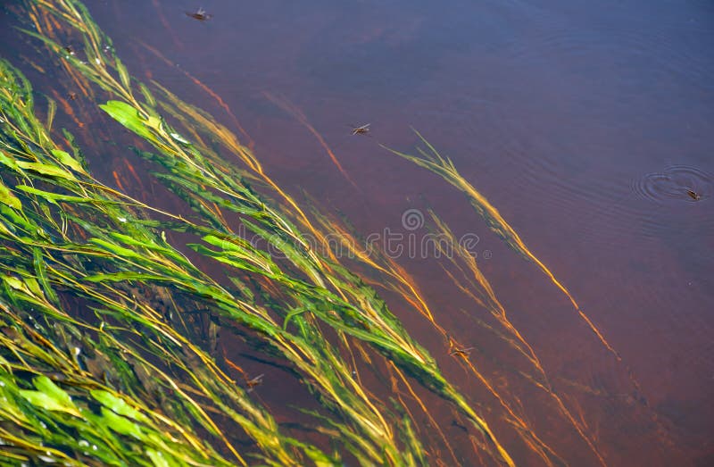 Green Seaweed in the River Water and Insects Stock Photo - Image of ...