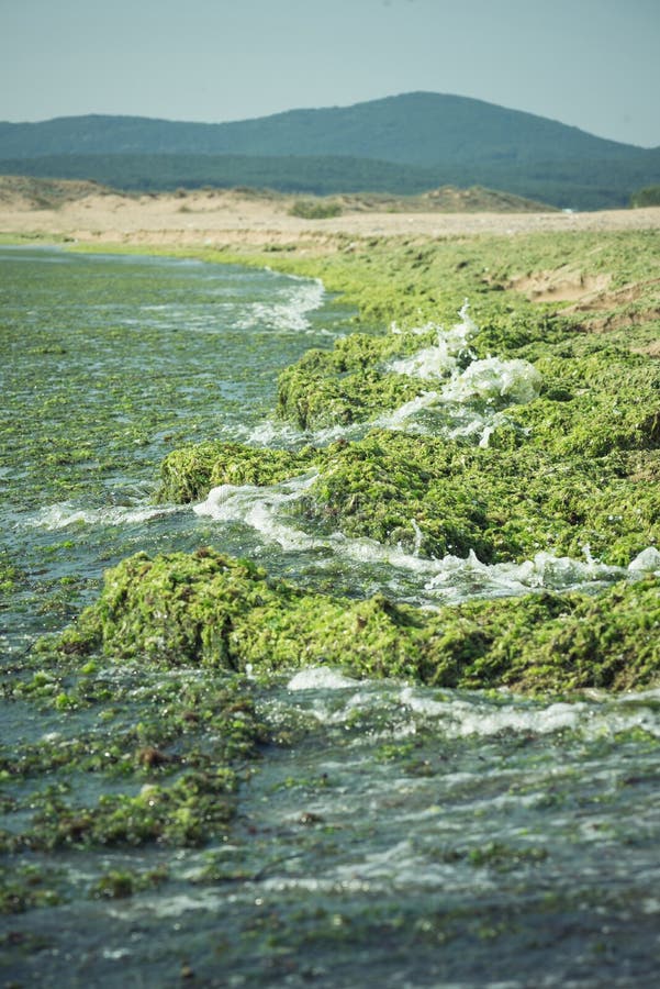 Green Seaweed Ulva Compressa Stock Photo - Image of natural ...