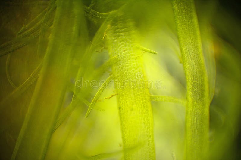 Green seaweed stock image. Image of plant, texture, science - 61335977