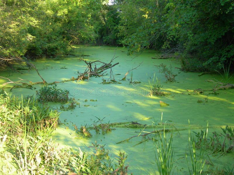 Green Secluded Pond stock image. Image of green, plankton - 1089197