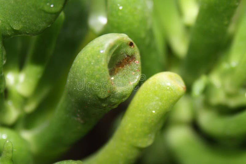 Green secret stock image. Image of green, dreams, hides - 95038083