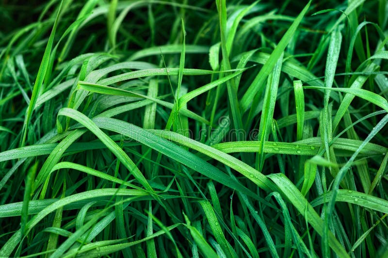 Green sedge stock image. Image of green, purity, silhouette - 23822243