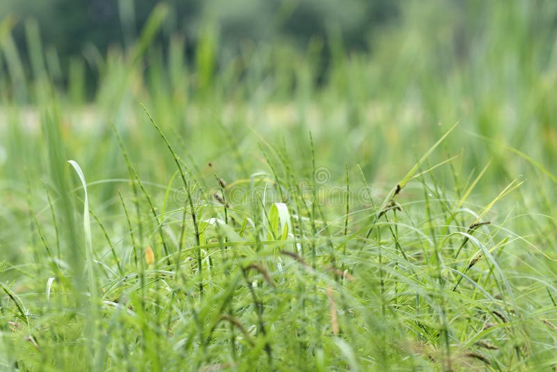 Green Sedge on the Background of Trees and Water. Natural Background ...