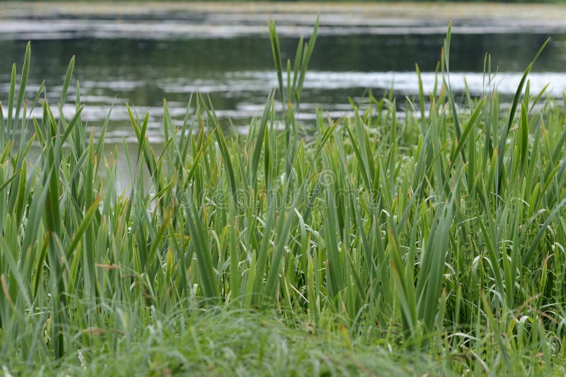 Green Sedge on the Background of Trees and Water. Natural Background ...