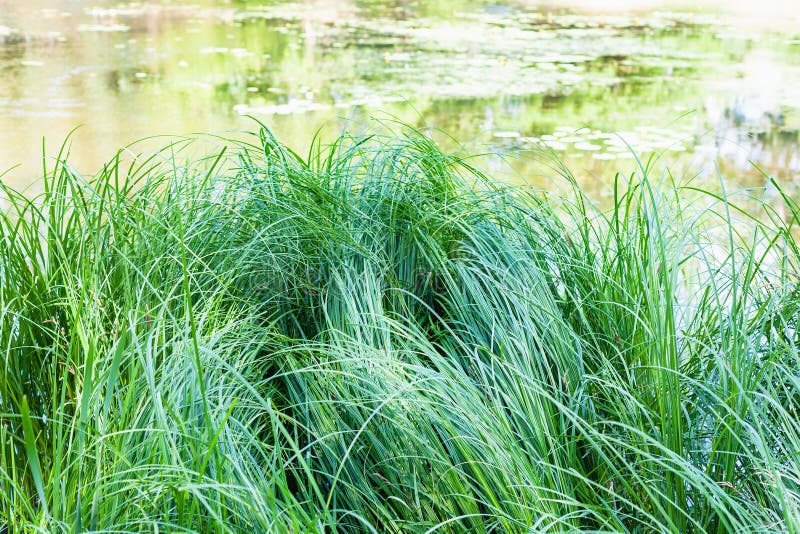 Dry Sedge Grass in the Wind Next To a Lake or River. Golden Sedge Grass ...