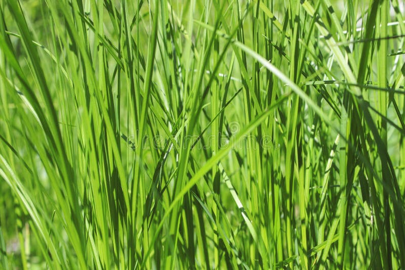 Green sedge stock image. Image of grow, field, lush - 177491291