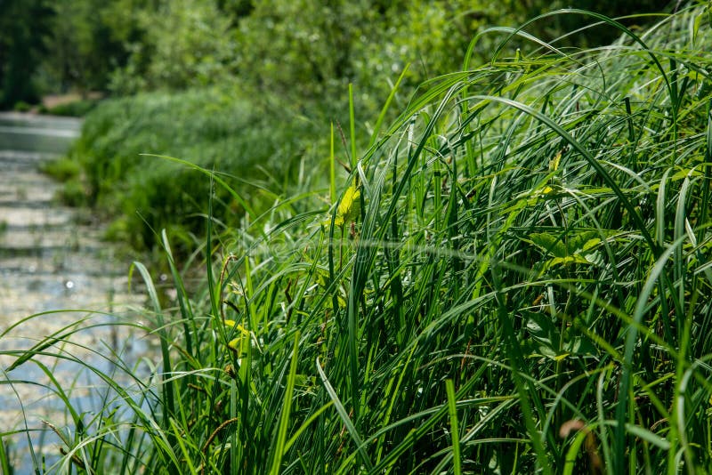 Sedge Water Swamp Grass stock photo. Image of closeup - 13101630