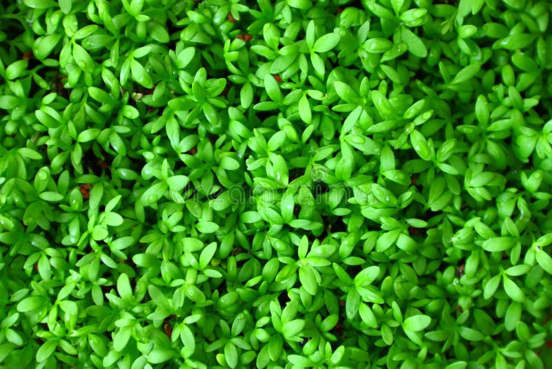 Green seed stock image. Image of field, closeup, macro - 19315297