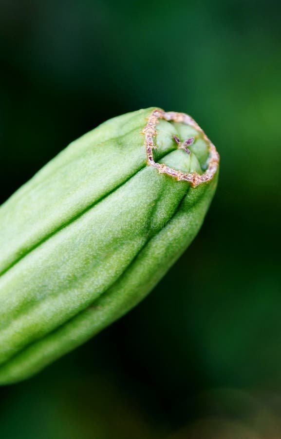 Green seed bulb stock photo. Image of flower, lily, seeds - 64361458
