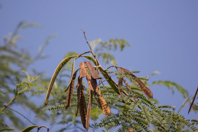 172 Royal Poinciana Flamboyant Seed Stock Photos - Free & Royalty-Free ...