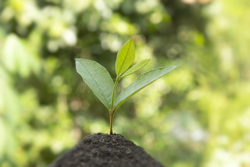 A Green Seed is Growing from the Ground, for Eco Technology with Small ...