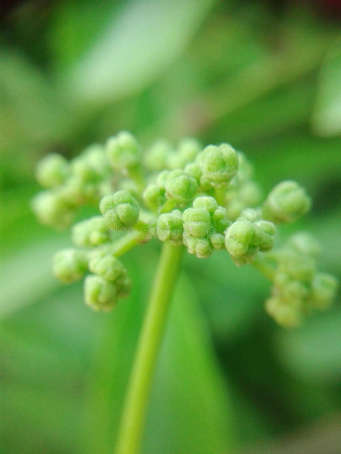 Green seed stock image. Image of nature, green, tree - 53692625
